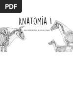 Guía de Reparos Anatómicos Óseos | PDF