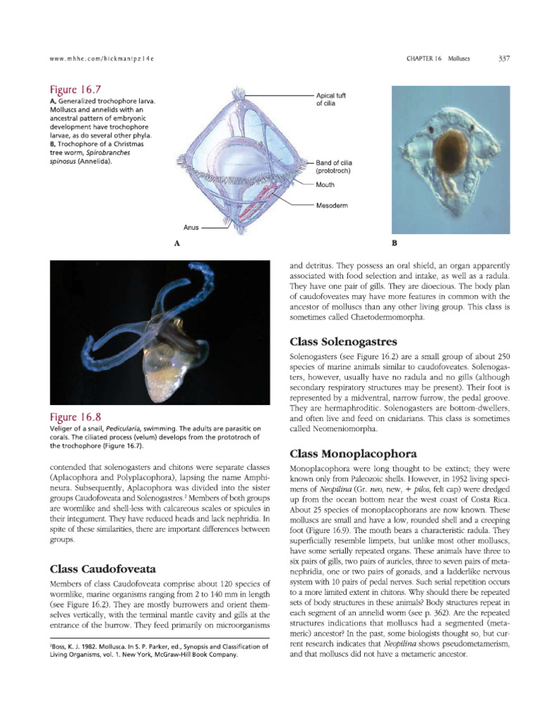 Mollusca Anexo Caudofoveata Solenogastres | PDF