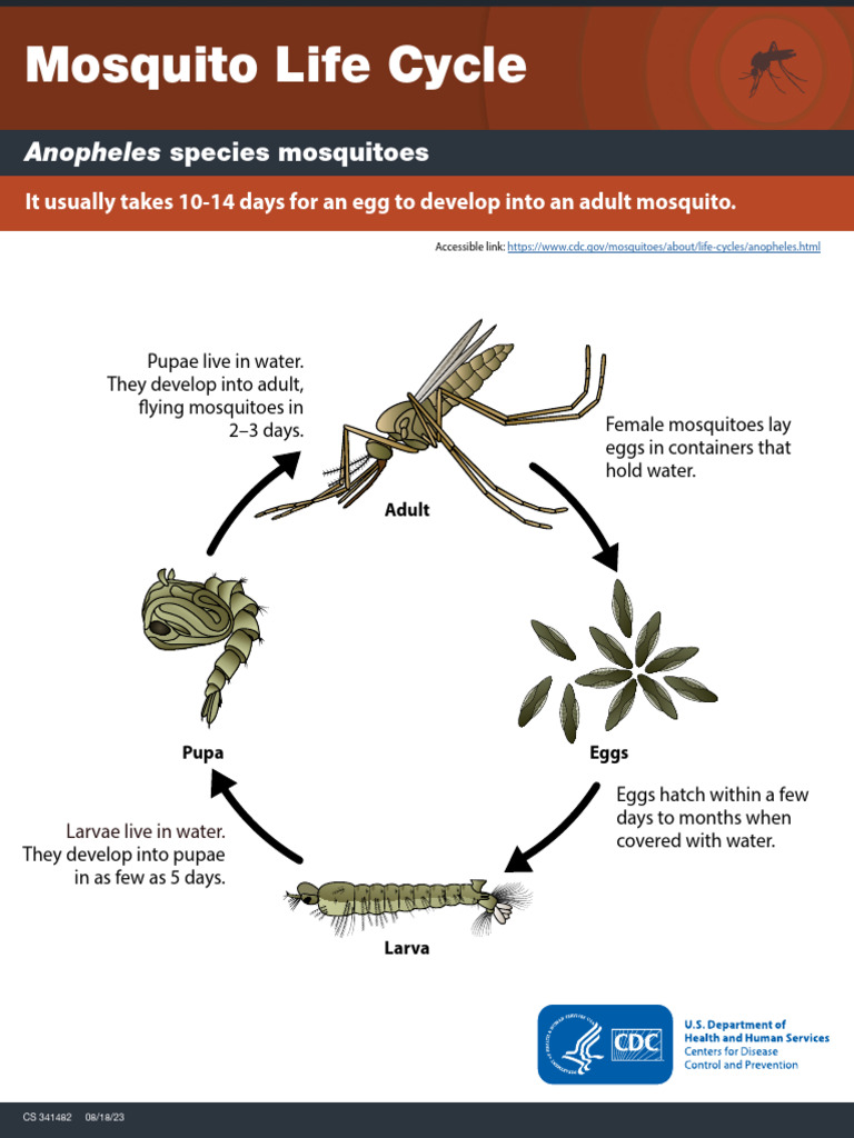 Anopheles Mosquito Life Cycle Explained | PDF | Mosquito | Fly