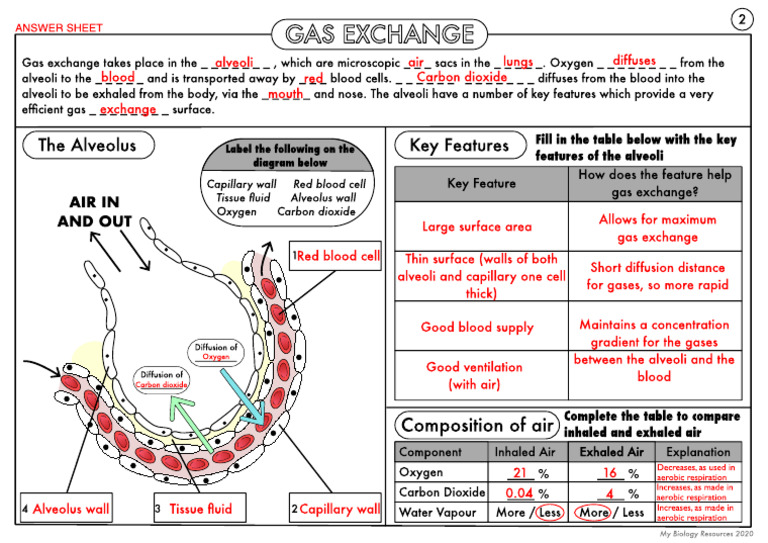 GCSE Biology Gas Exchange MS | PDF