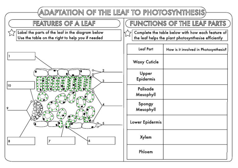 GCSE Biology Leaf Adaptations Worksheet 2 | PDF
