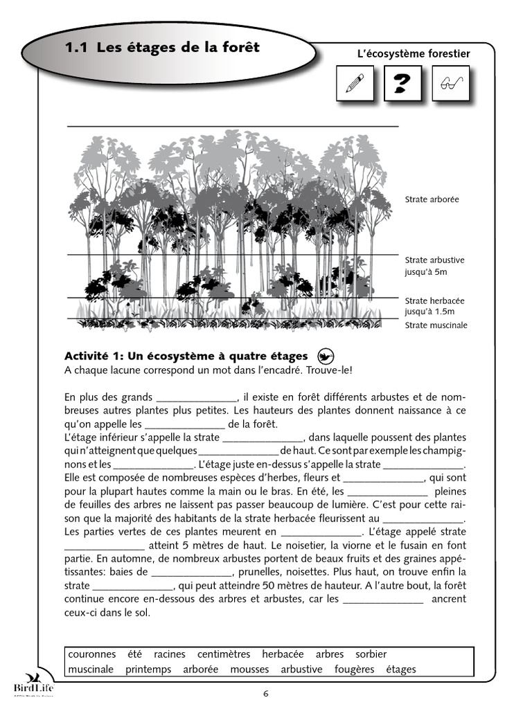 Les étages et rôles de la forêt | PDF | Forêt | Arbres