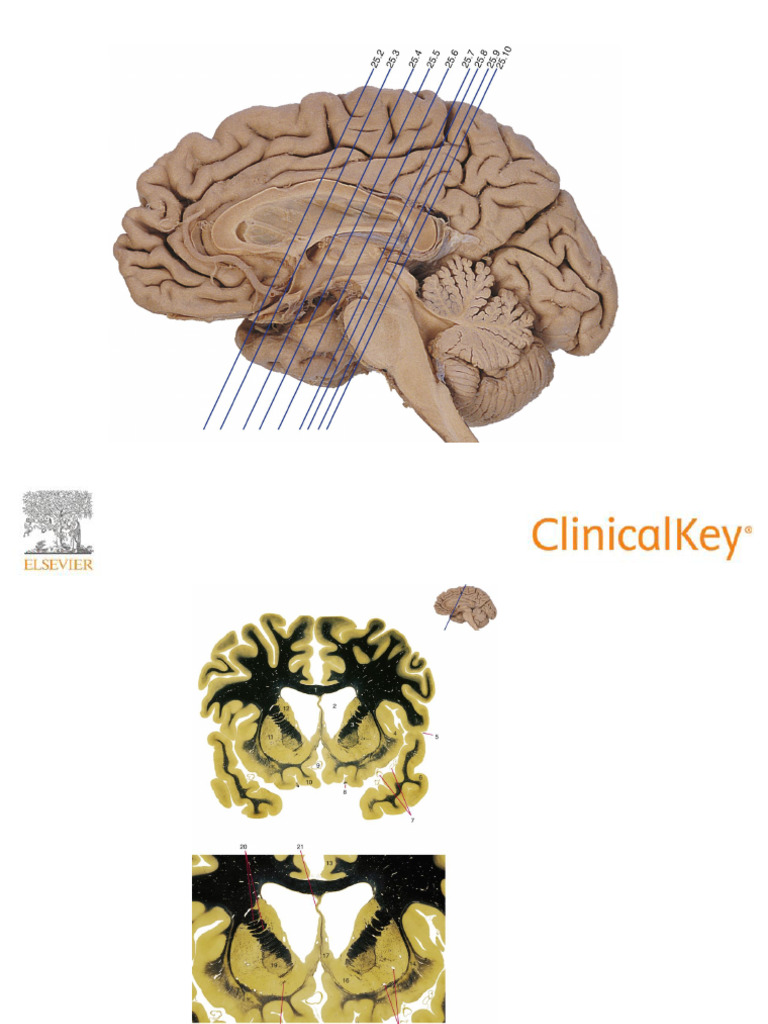 Atlas of Human Anatomy_ Including Student Consult Interactive ...