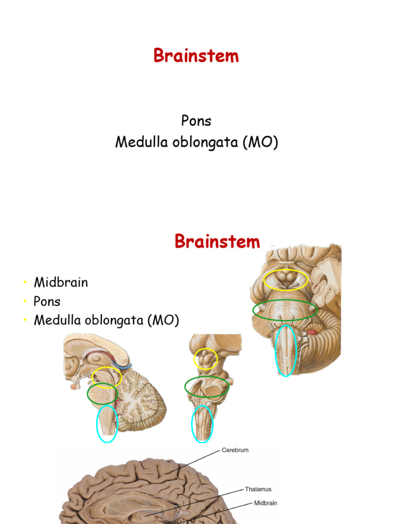 6a Brainstem and Cerebellum - AU - PDF | PDF | Brainstem | Cerebellum