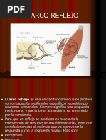 Esquema del Arco Reflejo | PDF