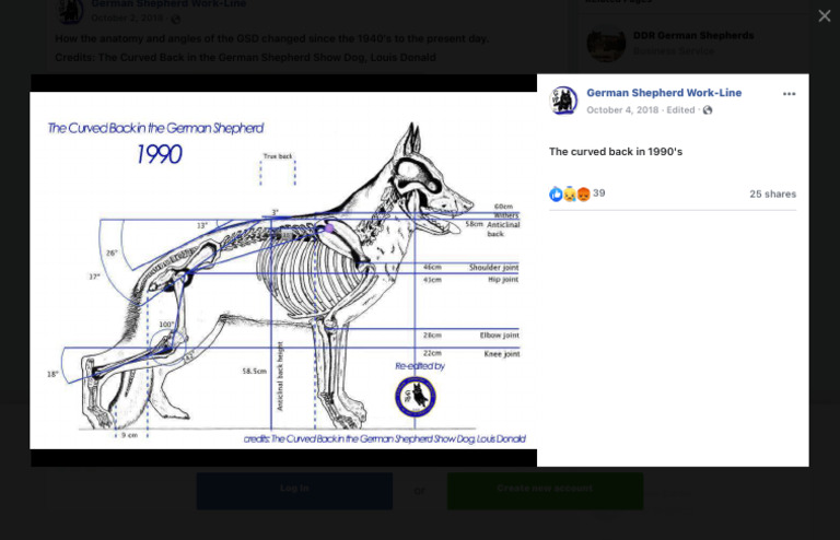 How The Anatomy and Angles Of... - German Shepherd Work-Line Facebook ...