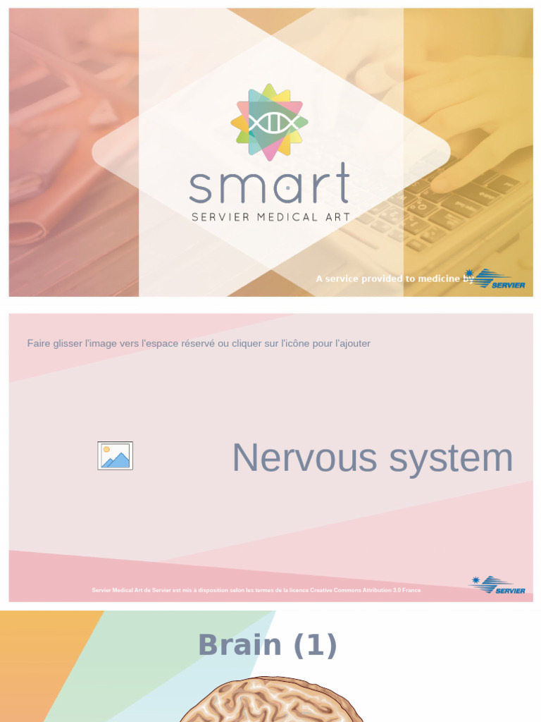 Anatomie et pathologies du système nerveux | PDF | Neuroanatomie ...
