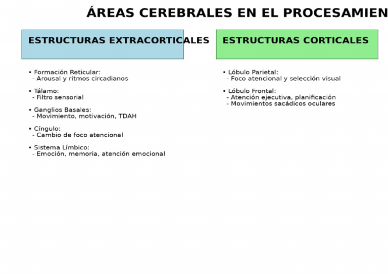esquema_areas_cerebrales_ramificado | PDF