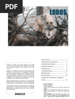 Anexo Lobos | PDF | Piel | Zoología