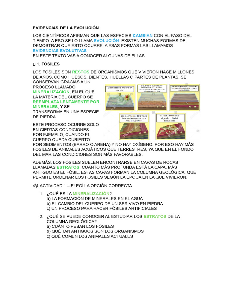 EVIDENCIAS DE LA EVOLUCIÓN | PDF | Fósil | Evolución