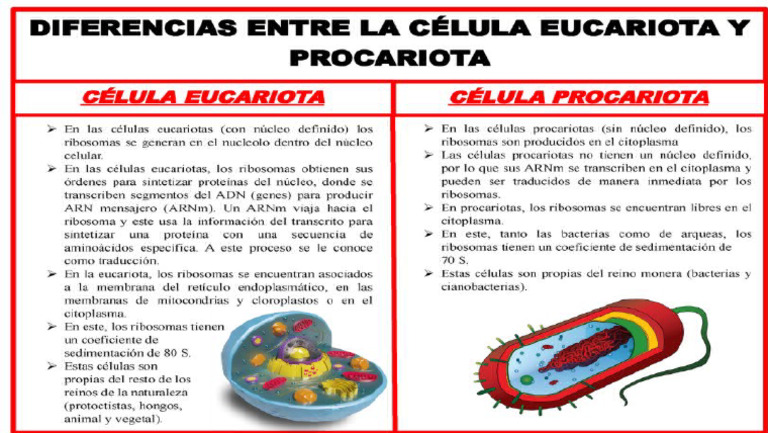 Diferencias Celula Eucariota y Procariota | PDF
