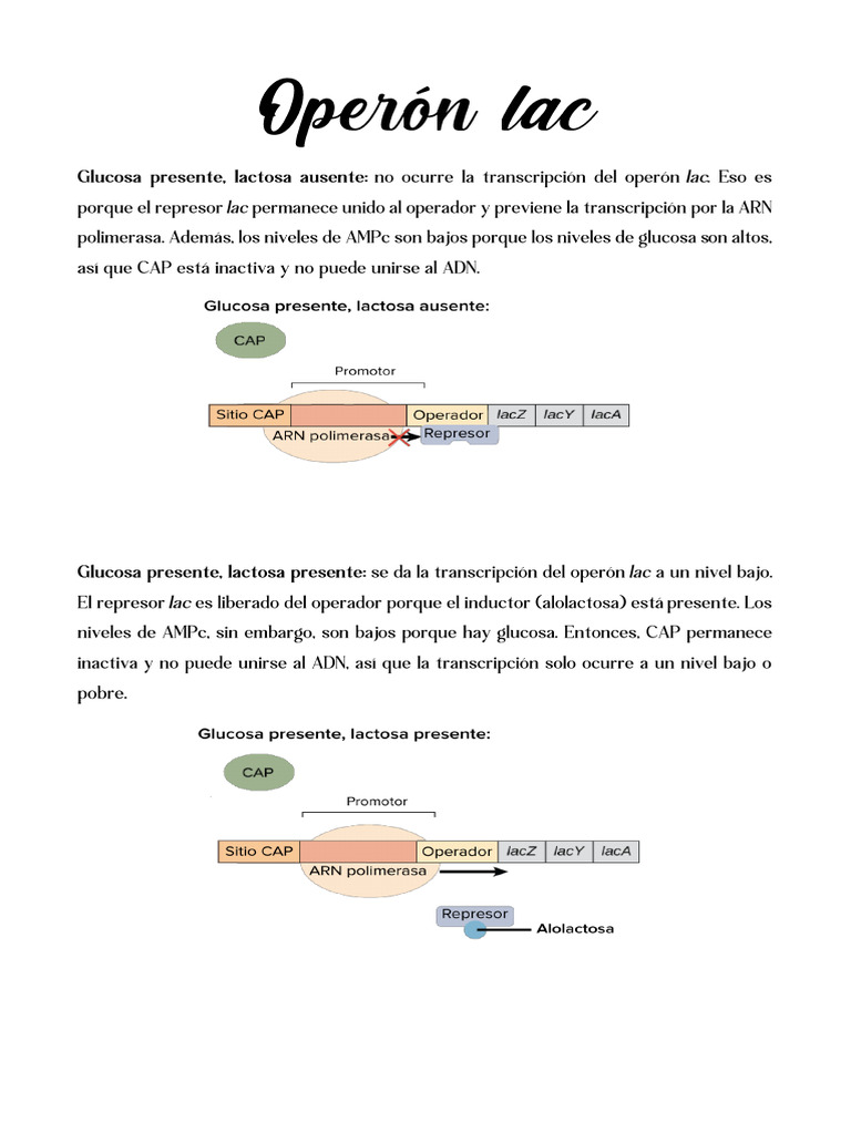 Operón Lac | PDF