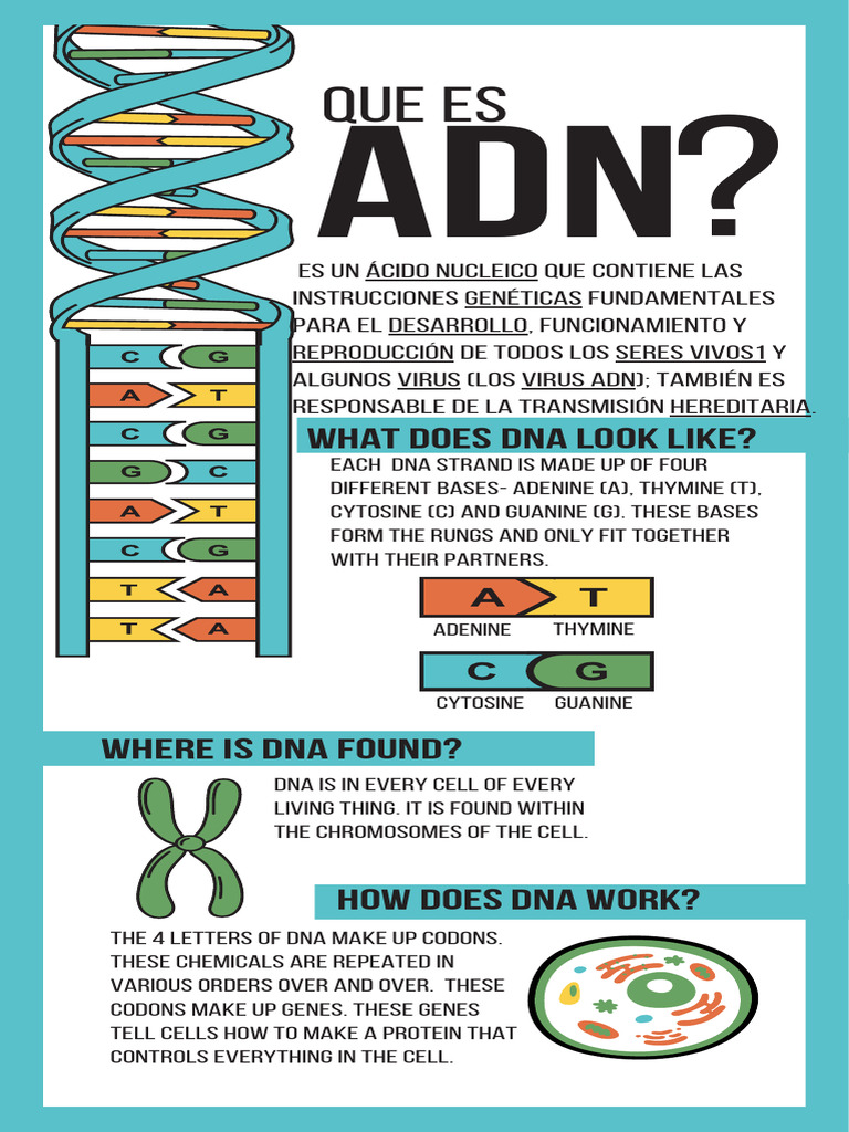 Blue Colorful Fun What Is DNA Life Science Infographic | PDF