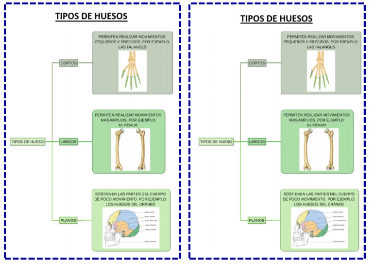 Tipos de Huesos Tipos de Huesos | PDF
