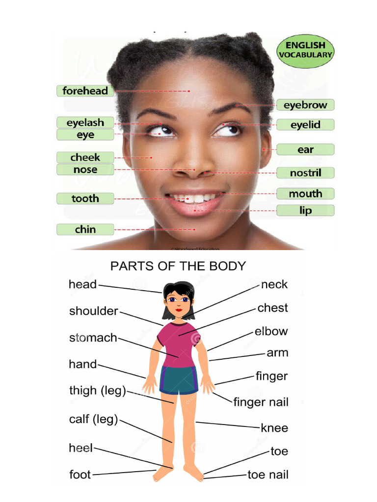 Parts of The Body and Face | PDF