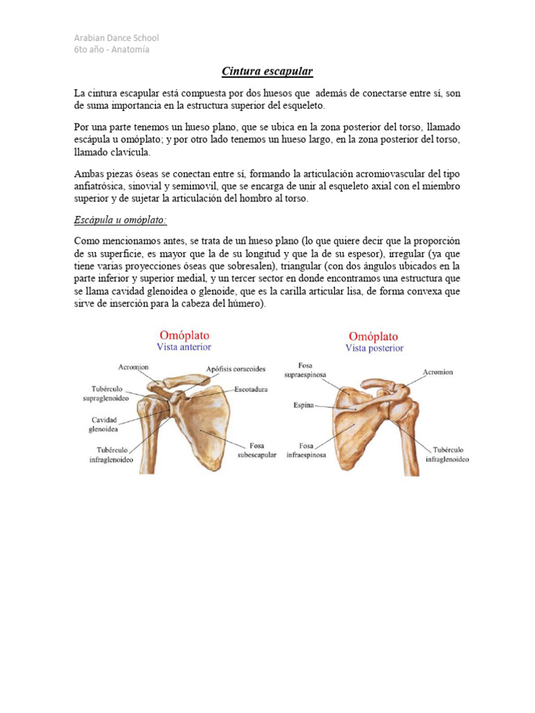 Anatomía de la Cintura Escapular | PDF | Articulación | Hombro
