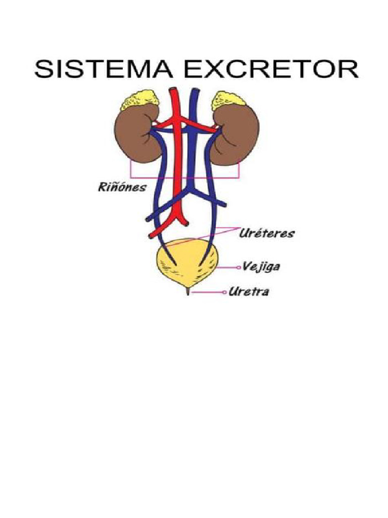 Sistema Excretor | PDF