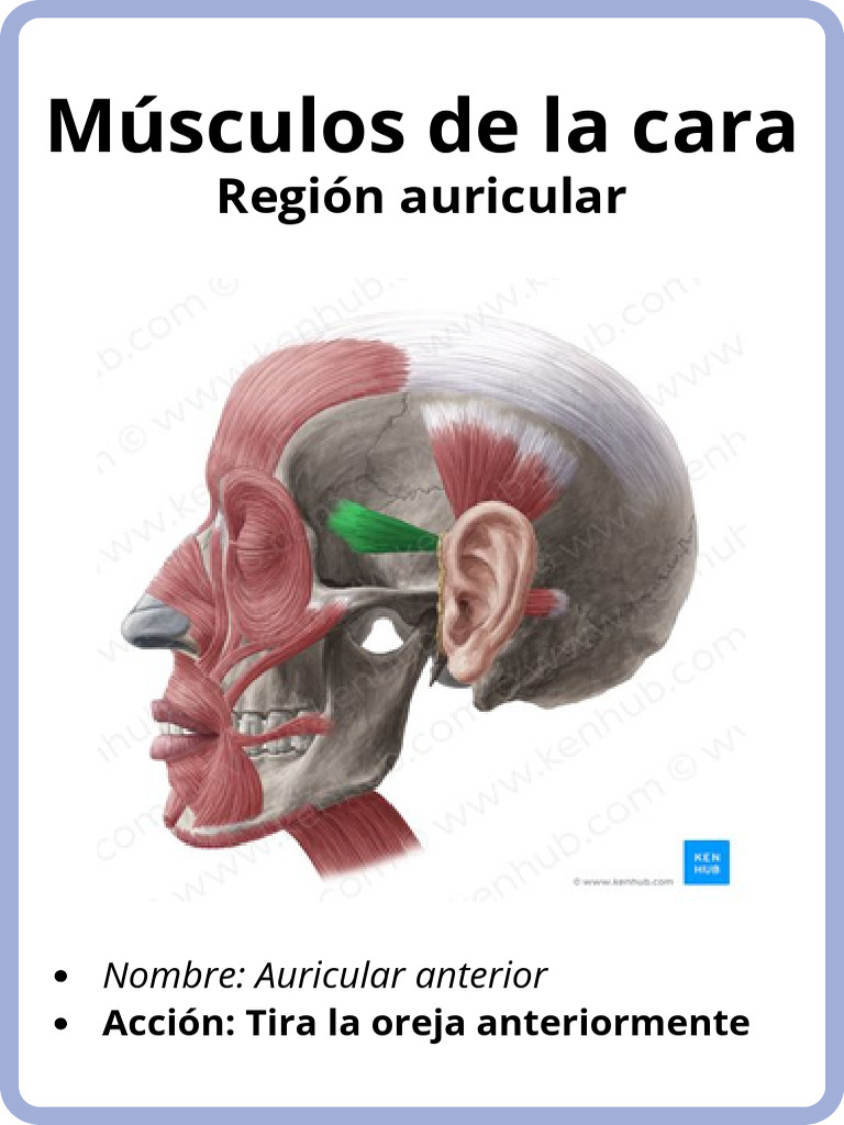 Músculos de La Cara ACyC - 20250406 - 081407 - 0000 | PDF | Sistema ...