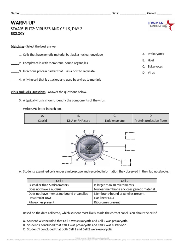 STAAR Blitz: Viruses and Cells Day 2 | PDF | Cell (Biology) | Organelle