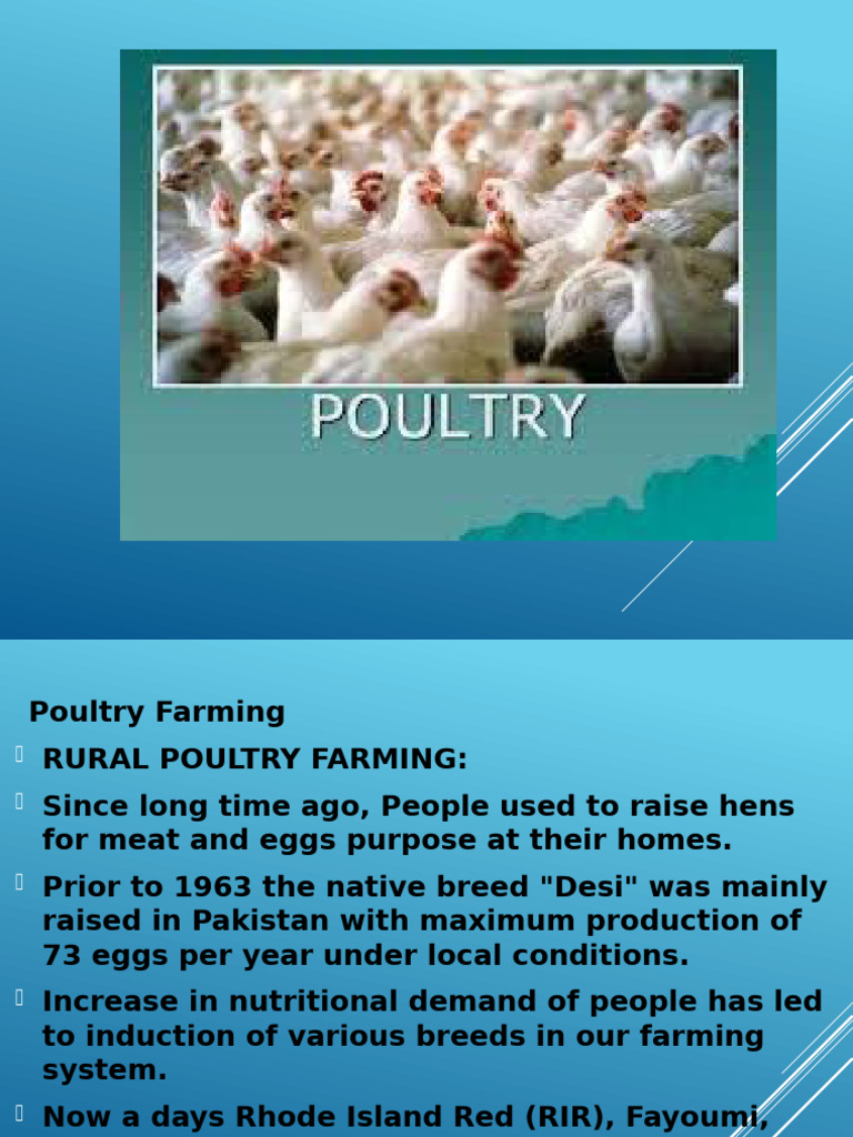 Comprehensive Guide to Poultry Farming | PDF | Poultry Farming | Poultry