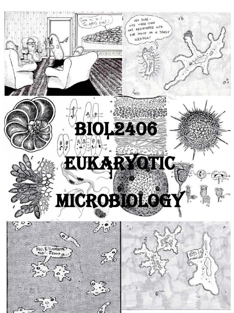 2024-2025 S1 BIOL2406 Laboratory Manual | PDF | Agar