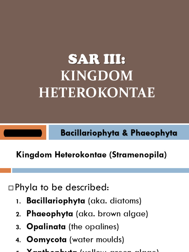 Lecture 10 - Supergroup SAR III (Bacillariophyta Phaeophyta) | PDF ...