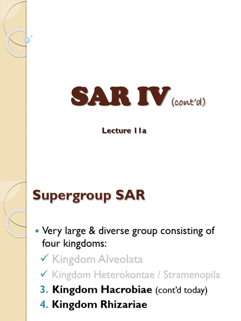 Lecture 11a 2025 - Supergroup SAR IV Contd (Haptophyta Rhizariae) | PDF ...
