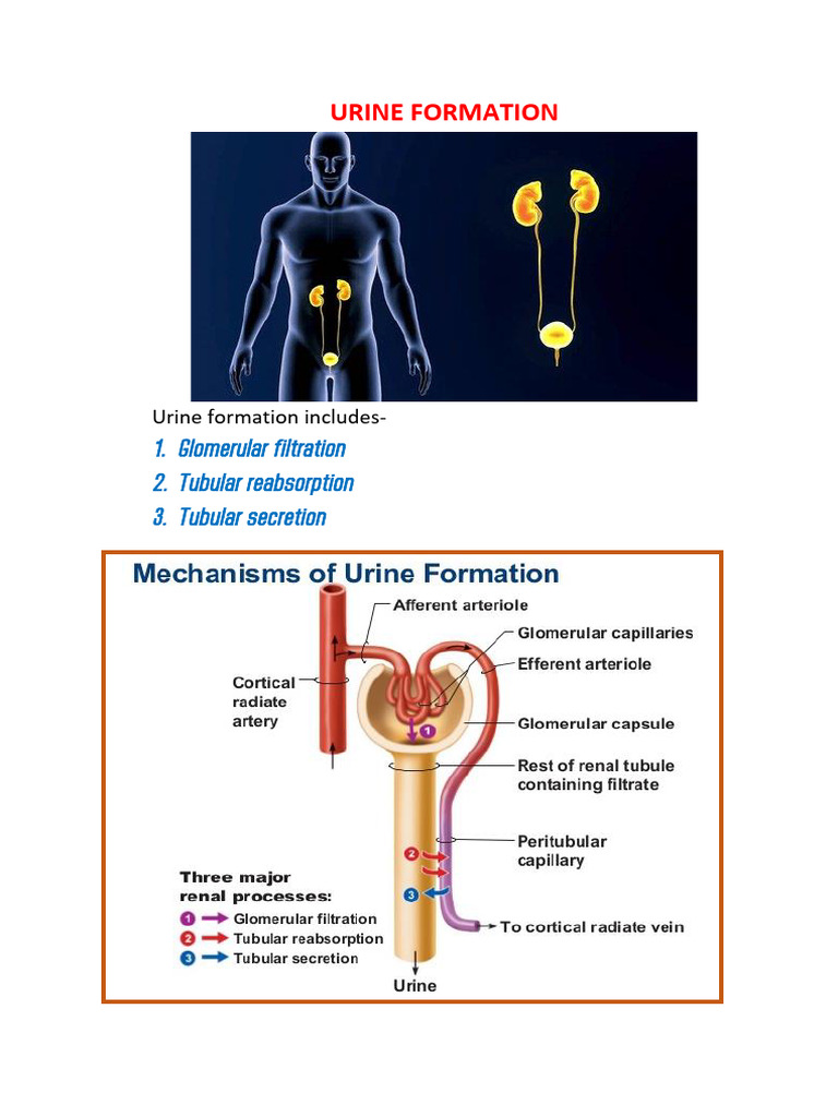 Mechanism of Urine Formation-1 | PDF | Kidney | Urinary System
