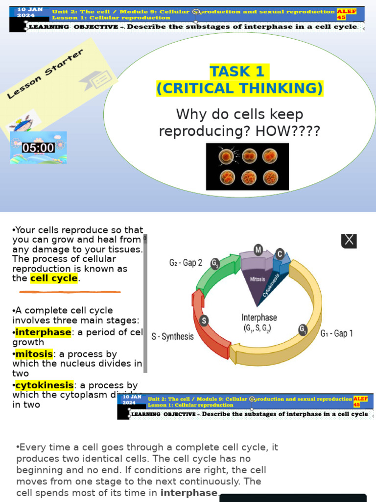g10 Cell Cycle | PDF