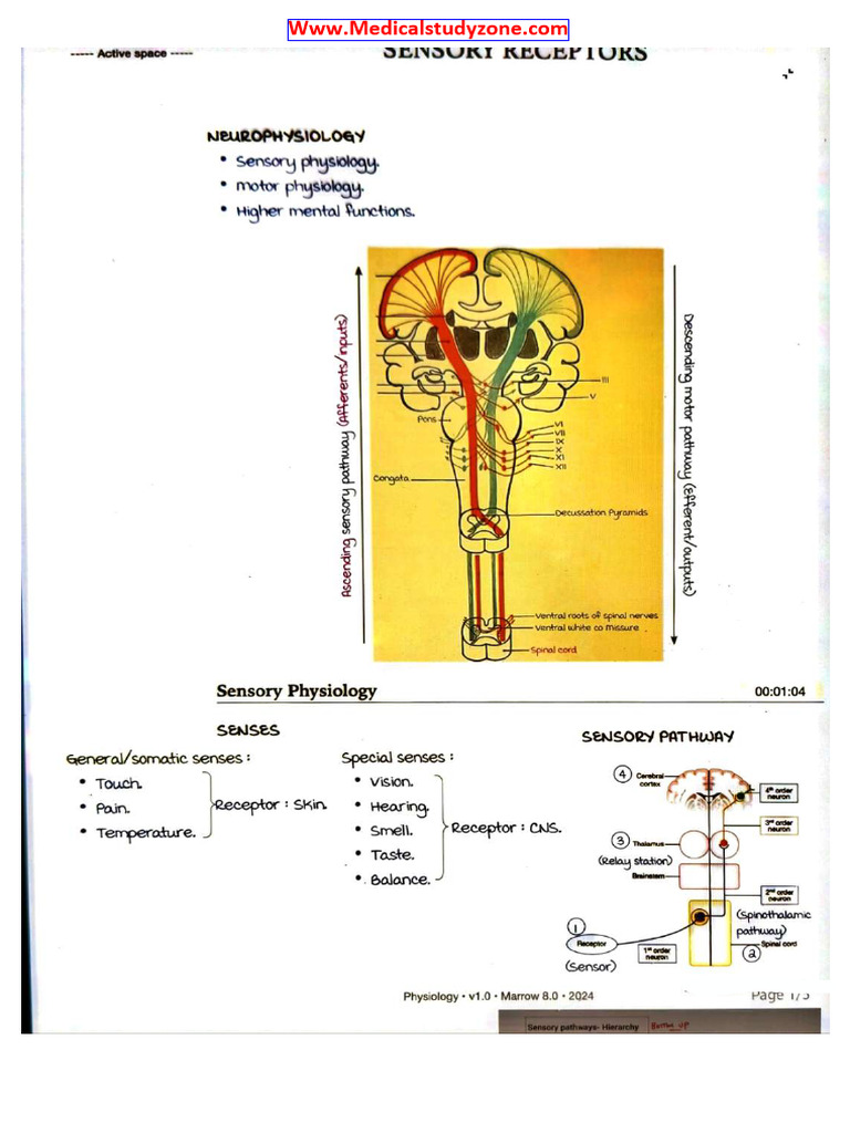 Neurology | PDF