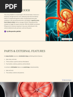 Ligaments of the Urinary Bladder | PDF
