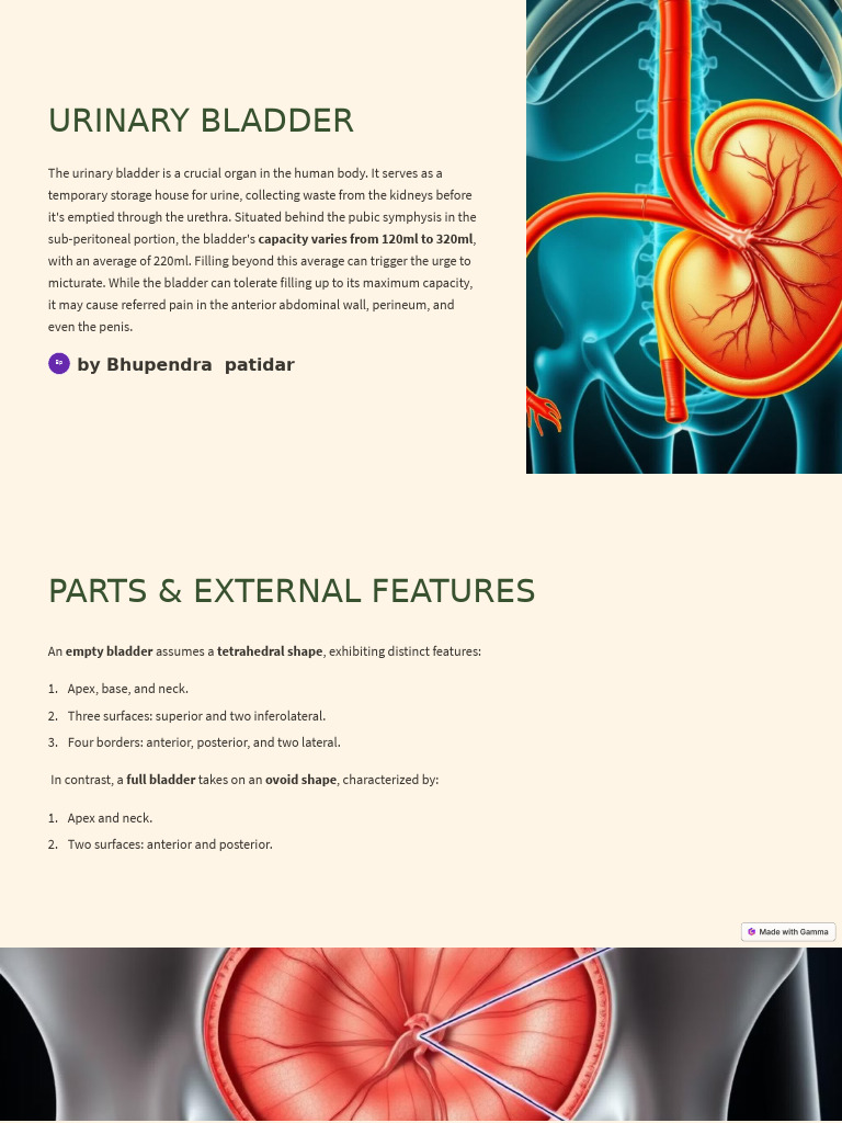 Urinary Bladder | PDF | Human Anatomy | Genitourinary System