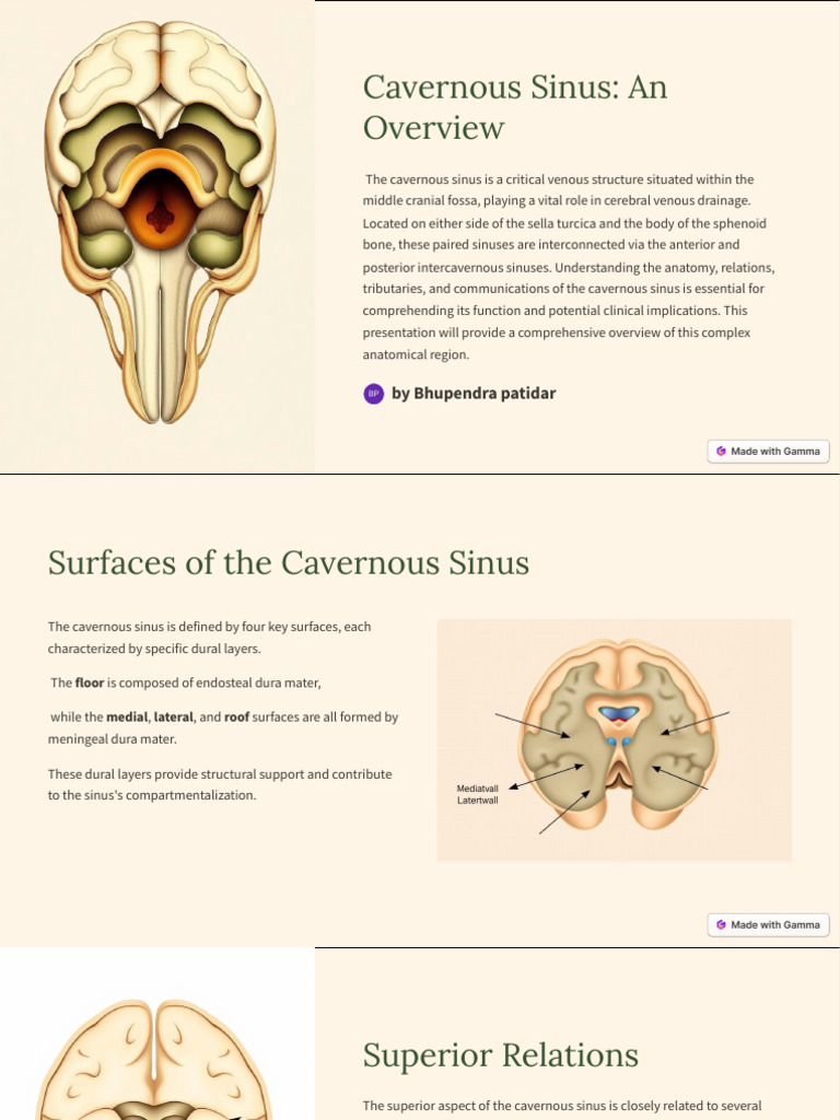 Cavernous Sinus: Anatomy and Communications | PDF | Vein | Human Anatomy