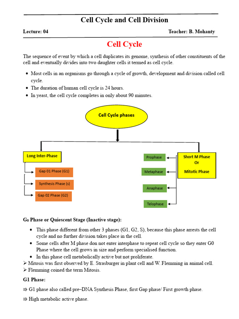 Understanding Cell Cycle and Division | PDF | Dna Replication | Meiosis