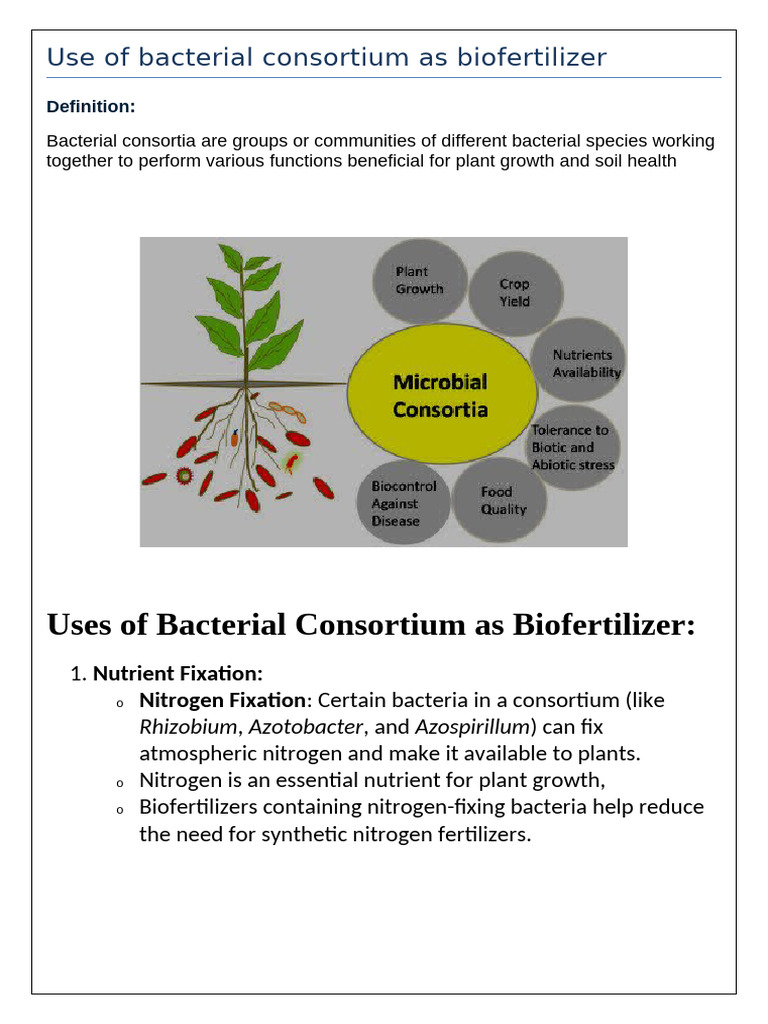 Use of Bacterial Consortium As Biofertilizer | PDF | Soil | Bacteria