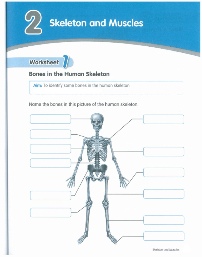 Skeleton Work Sheet | PDF