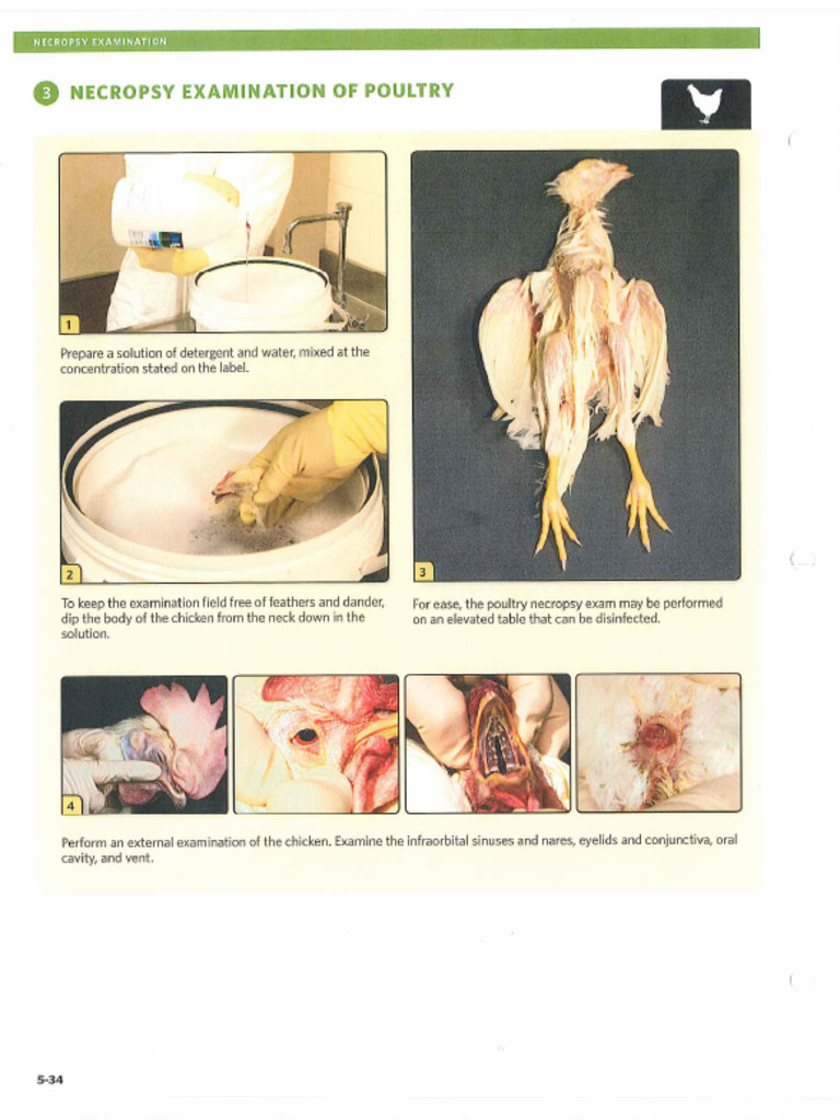 Avian Necropsy | PDF