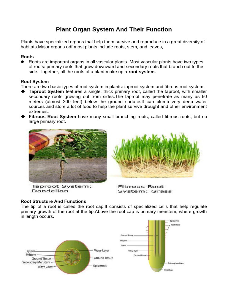 Plant Organ System and Their Function | PDF | Root | Tissue (Biology)