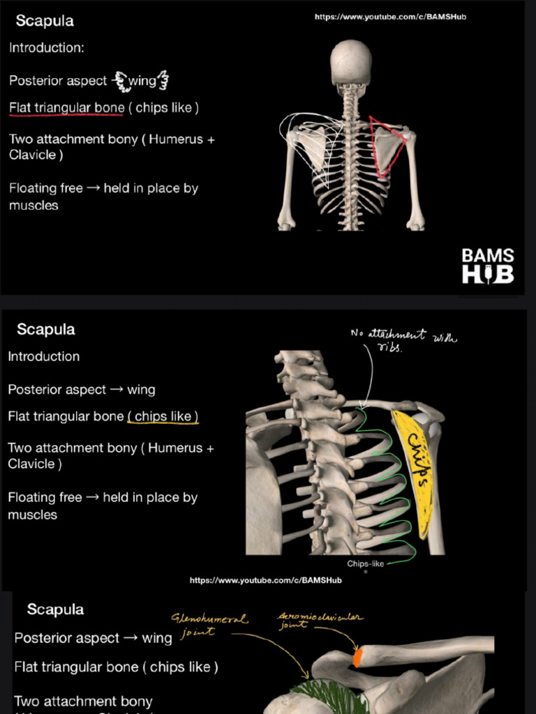 Scapula General Features BAMS Hub YT Channel | PDF
