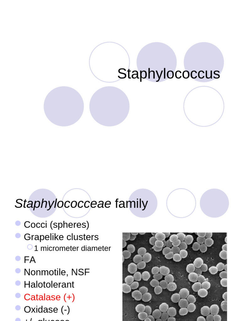 Staphylococcus 2020 | PDF | Staphylococcus Aureus | Staphylococcus