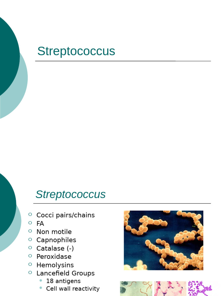 Streptococcus Classification and Virulence | PDF