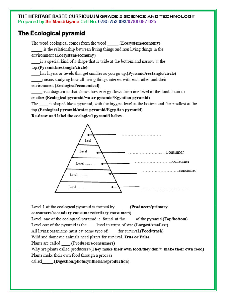 G5 The Ecological Pyramid | PDF | Foods | Herbivore