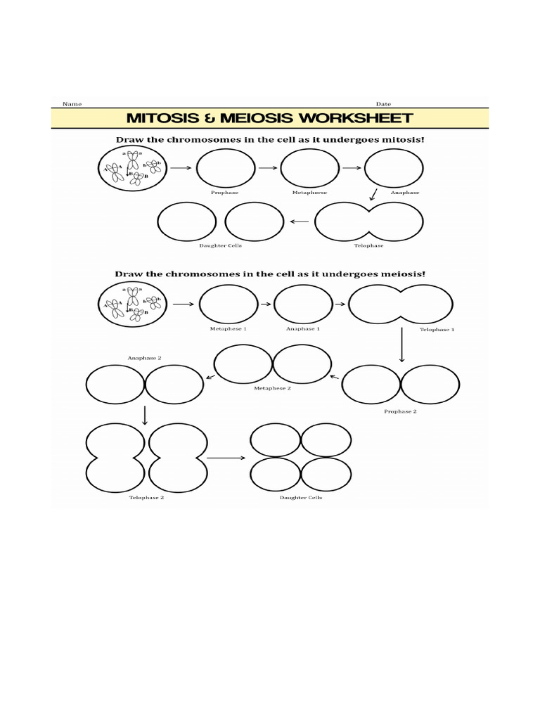 Meiosis Cell Cycle Worksheet and Answers - 220162.jpg | PDF