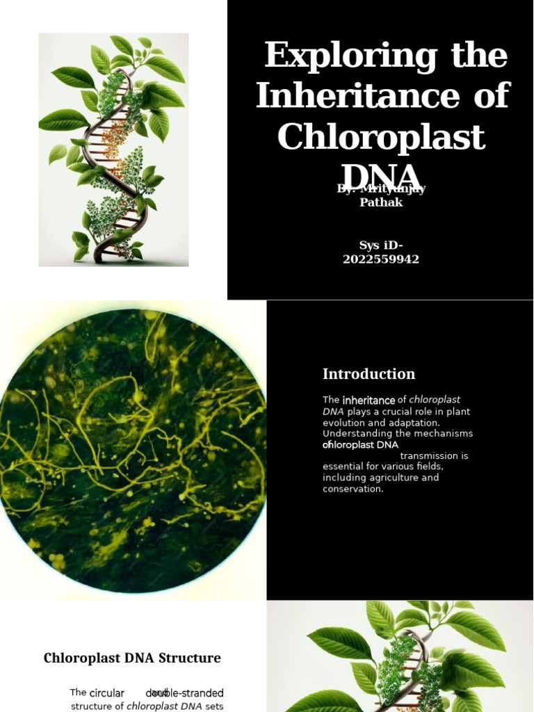 Inheritance of Chloroplast DNA | PDF | Heredity | Evolution