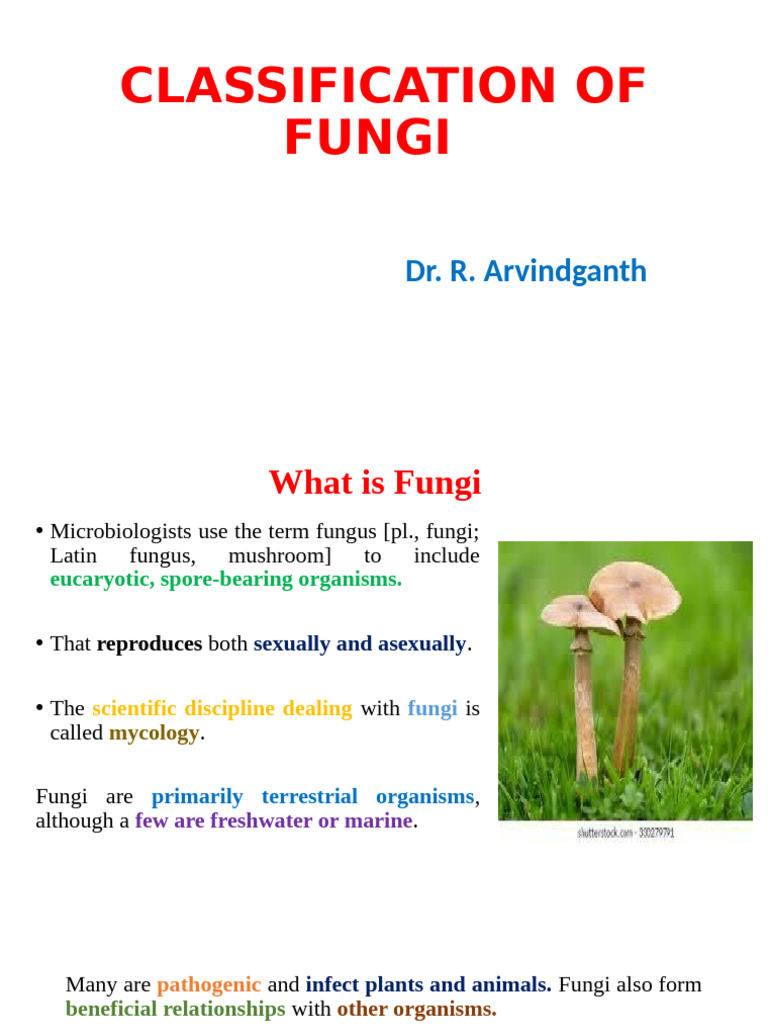 Fungal Classification | PDF | Fungus | Spore