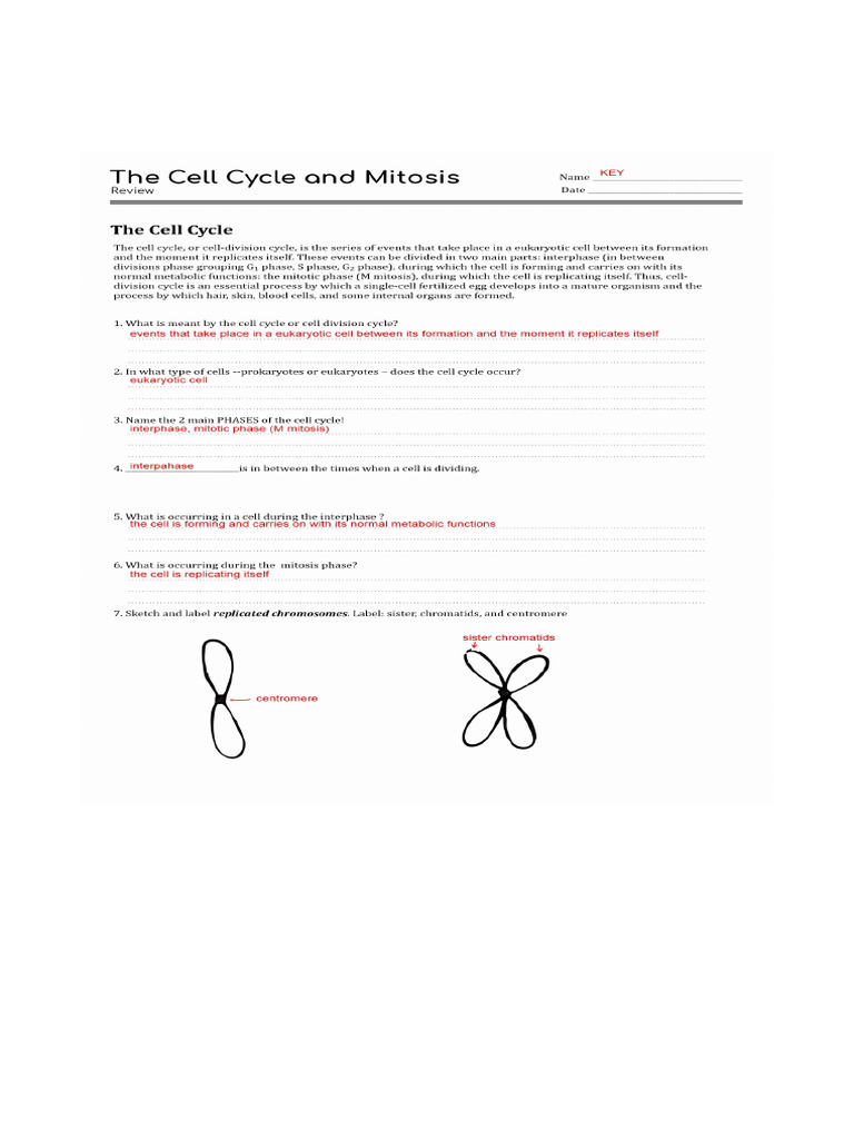printablee.com-cell-cycle-and-mitosis-worksheet-answer-key_220163.png | PDF