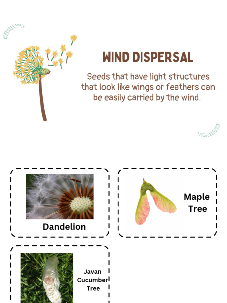 STP Seed Card Sort | PDF