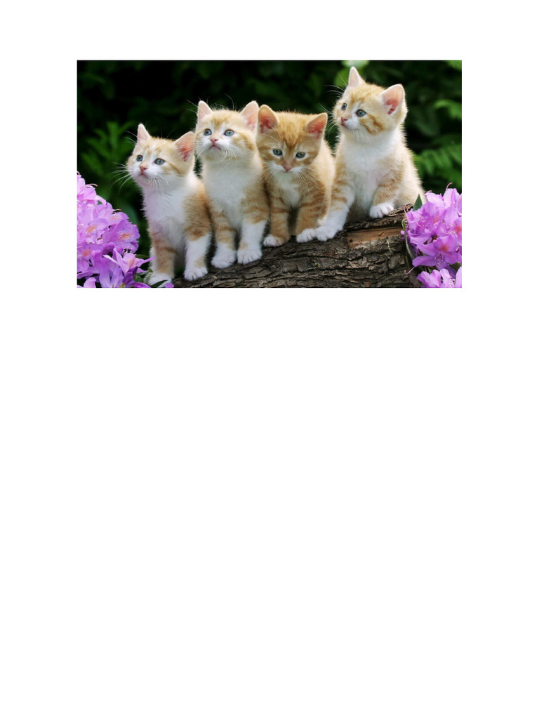 Cats | PDF