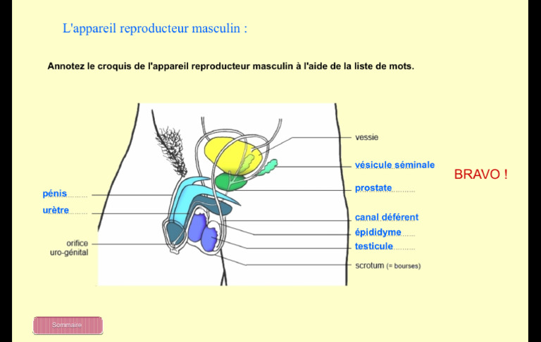 Appareils Repro | PDF