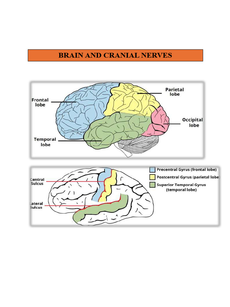 Brain (Lobes, Gyri and Sulci and Ventricles | PDF